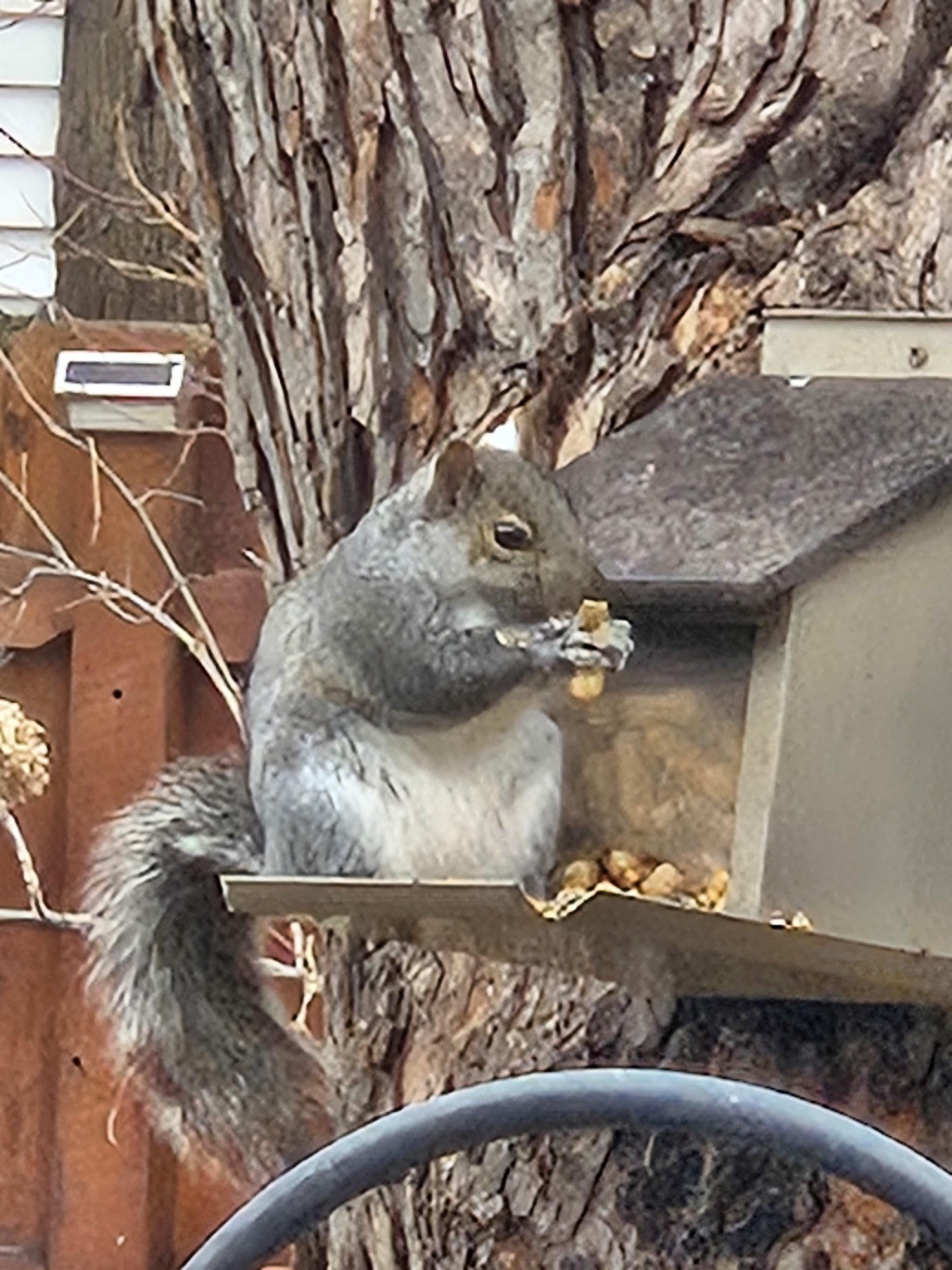 Awe Nuts | Scrolller