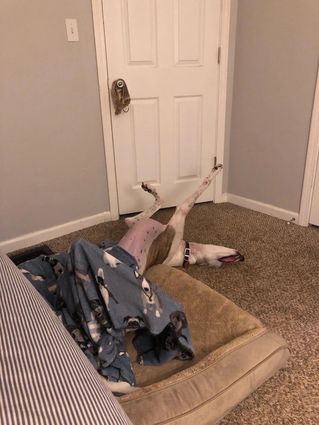 Total Derp | Scrolller