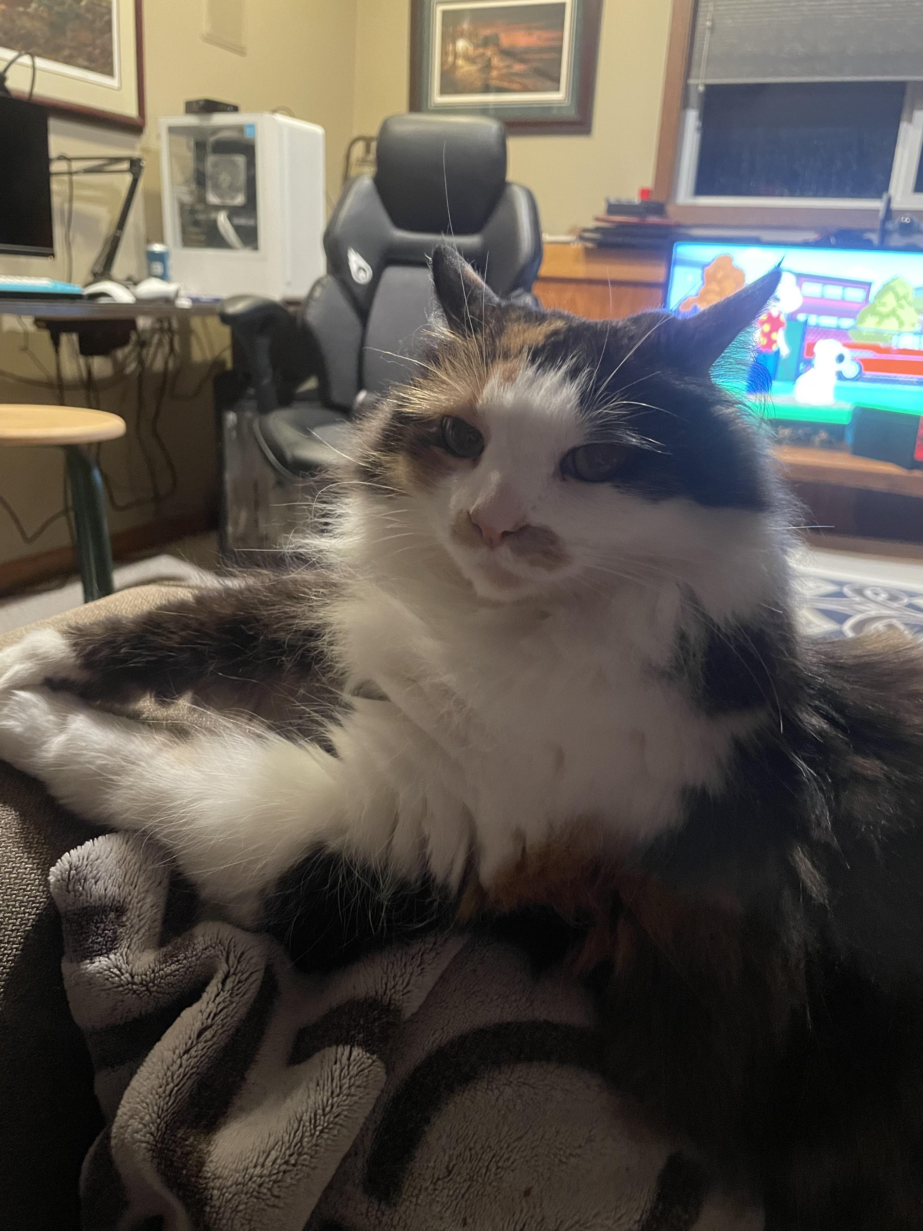 Preparing for emergency takeoff incase my movement is too offensive. | Scrolller