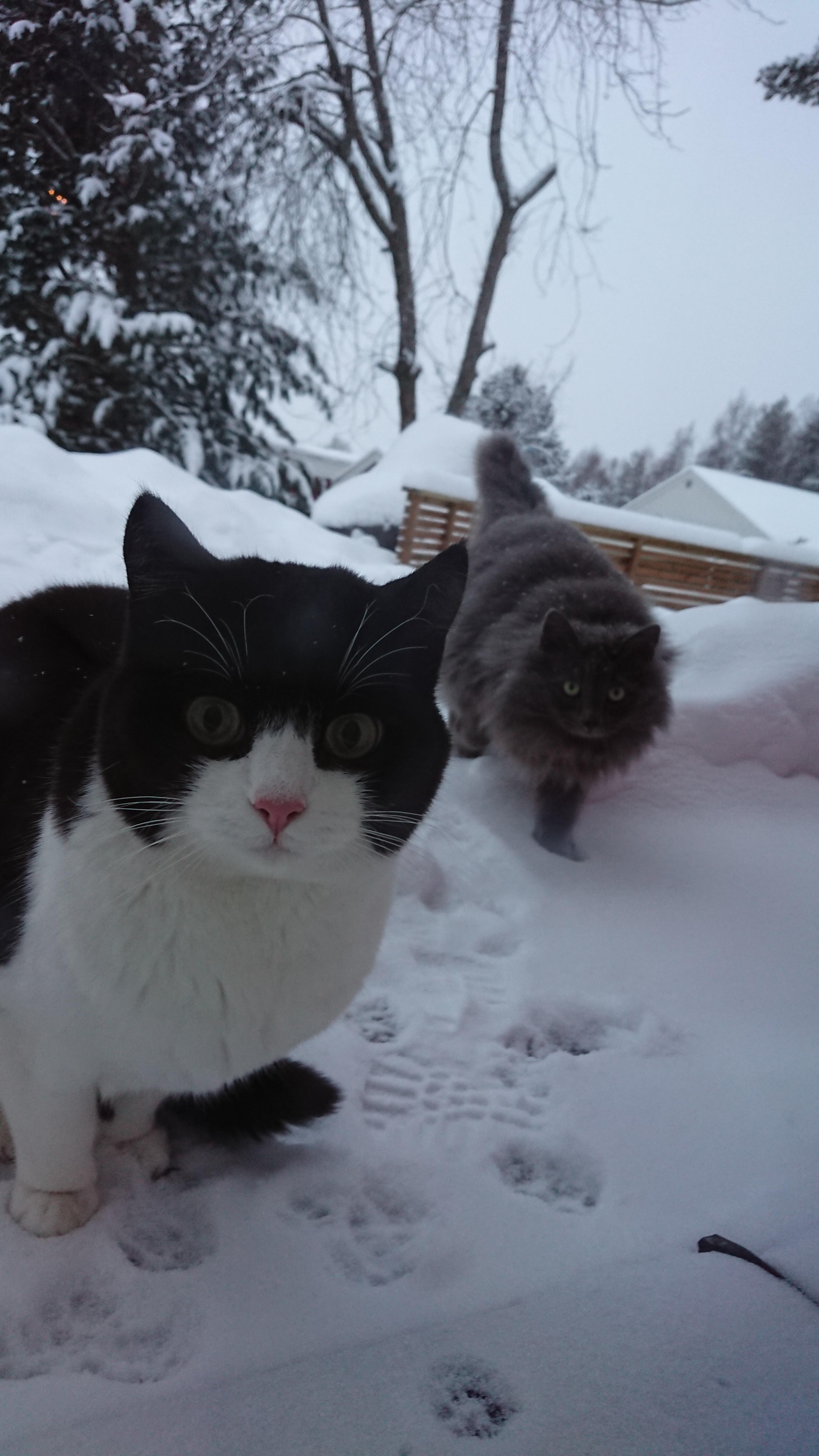 [OC] The gang | Scrolller