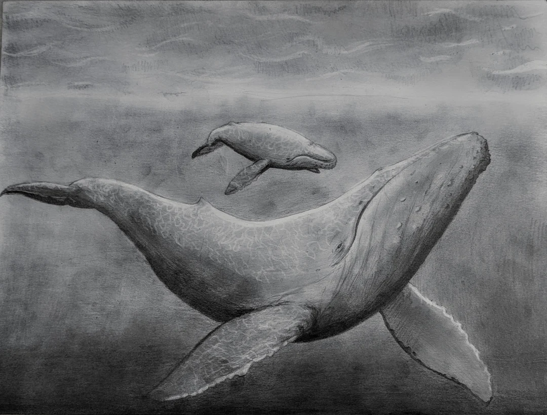 A humpback whale and calf drawing I did (graphite pencil) | Scrolller