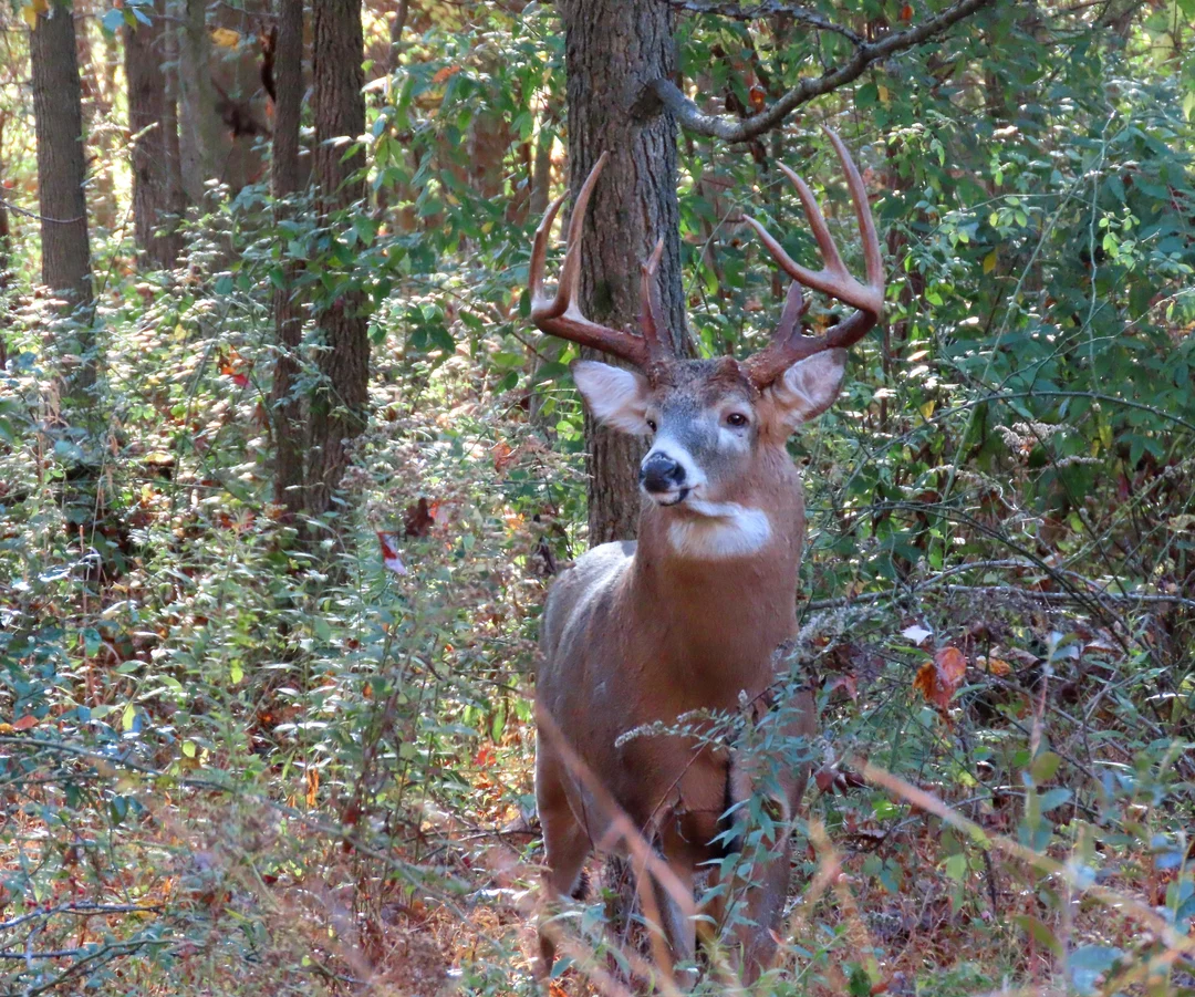 Beautiful Whitetail buck I spotted in the woods. (Canon SX70 HS, Delaware) | Scrolller