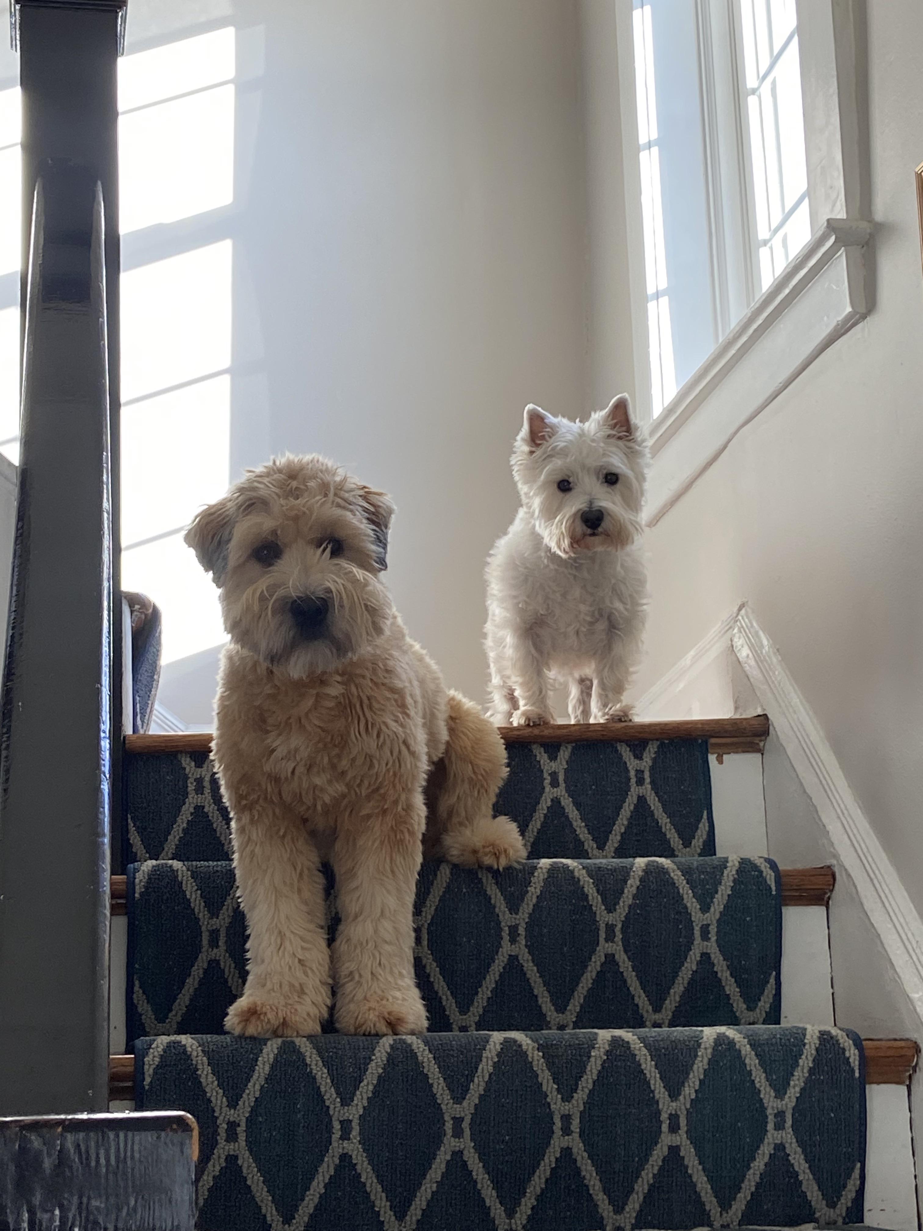 Just plotting their next move from the high ground | Scrolller