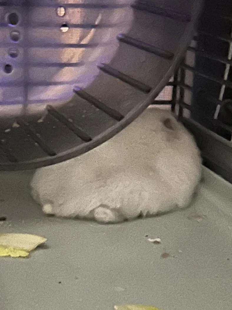 Melted :( | Scrolller