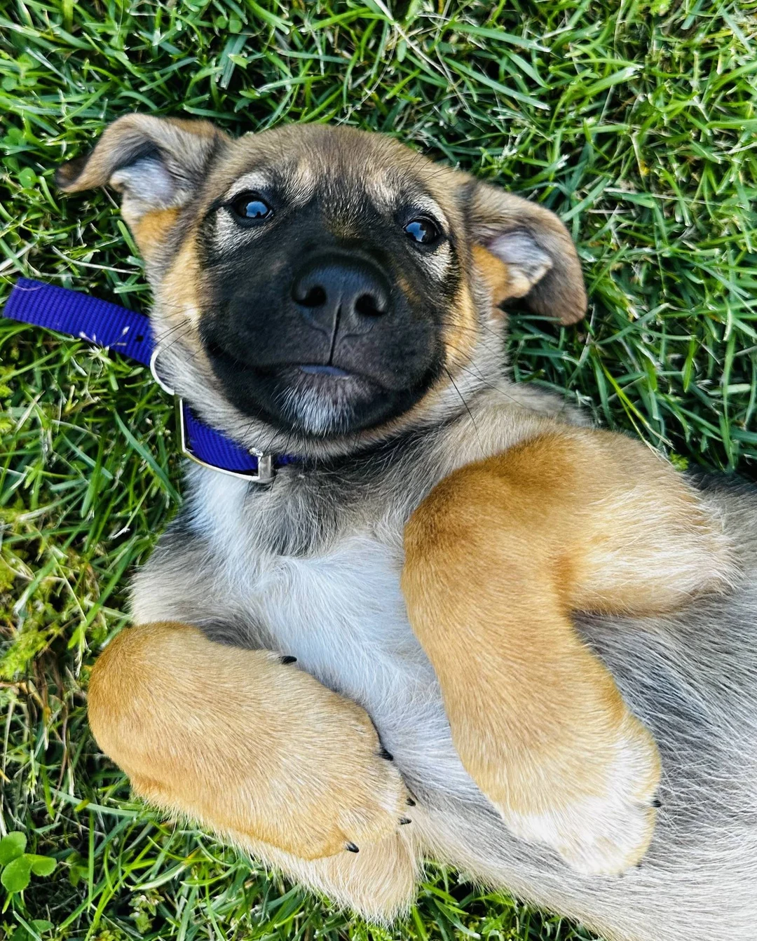 Picked up my new girl over the weekend! Meet Nova! | Scrolller