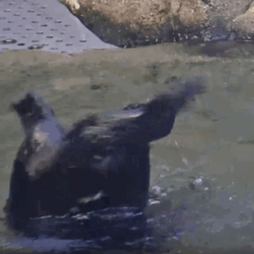 Quatse the sea otter shaking her BOOTAY | Scrolller