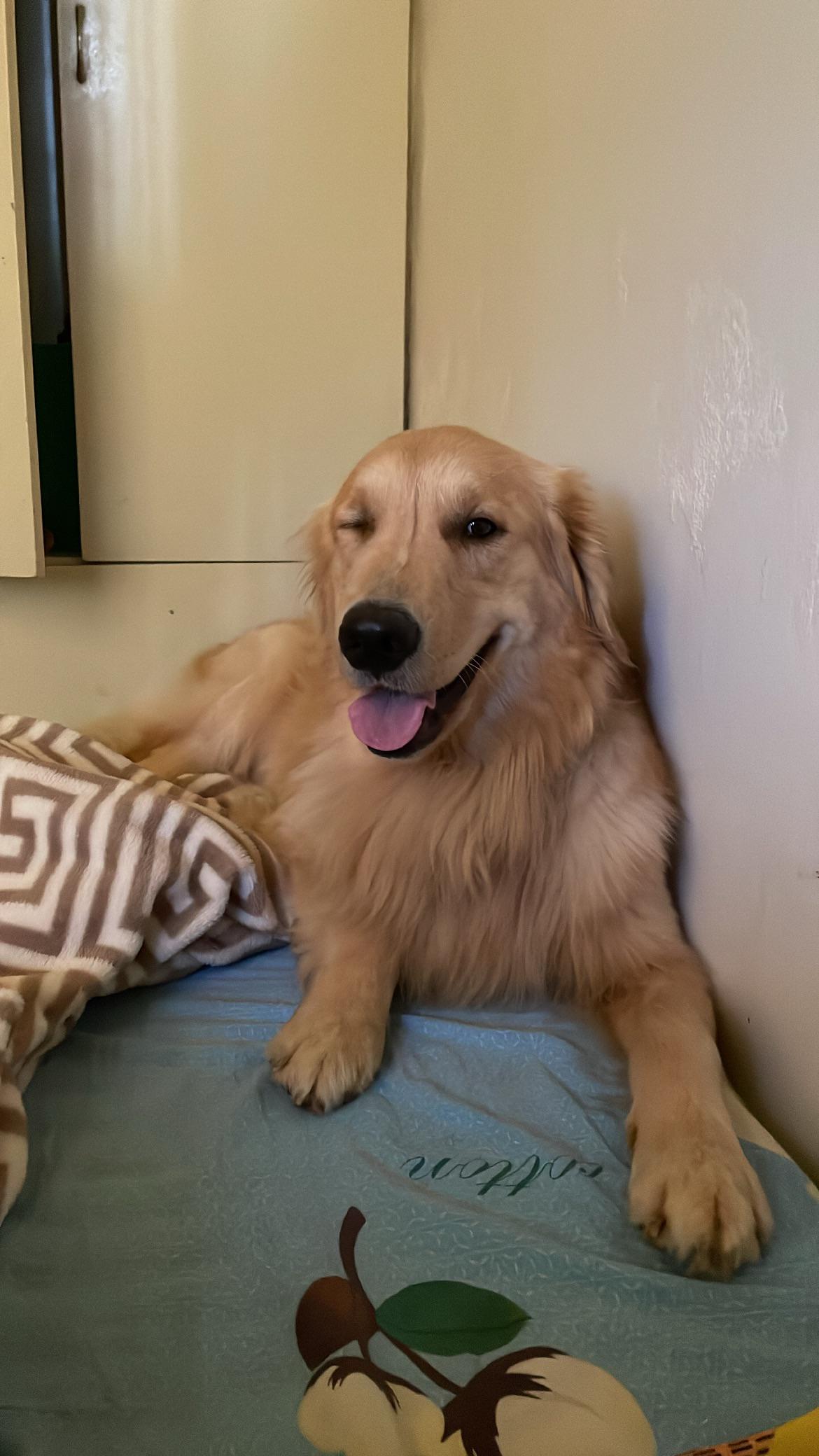 Say hello to my handsome boy Mochi 😉 | Scrolller