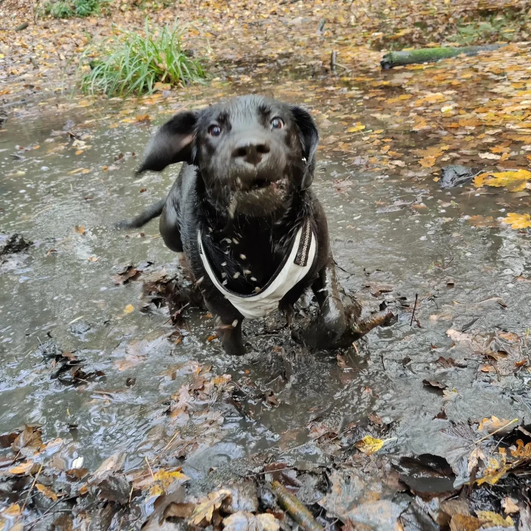 Barry the swamp monster | Scrolller