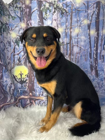 Post-grooming Boba Fett | Scrolller