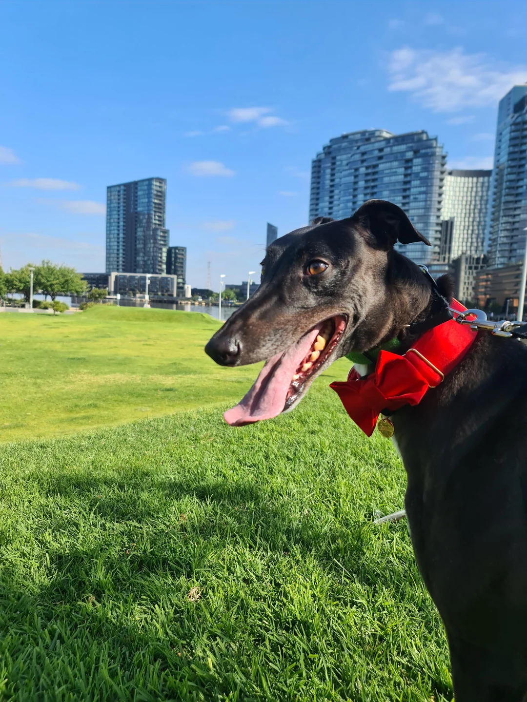 Distinguished Gentleman | Scrolller