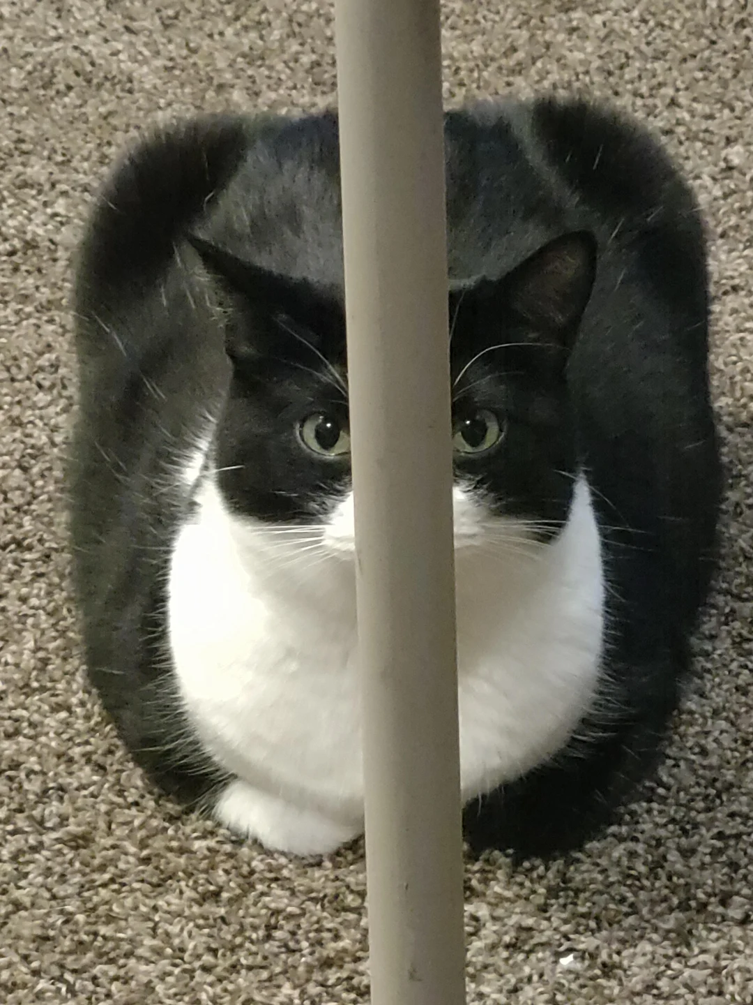 Split top butter loaf! | Scrolller