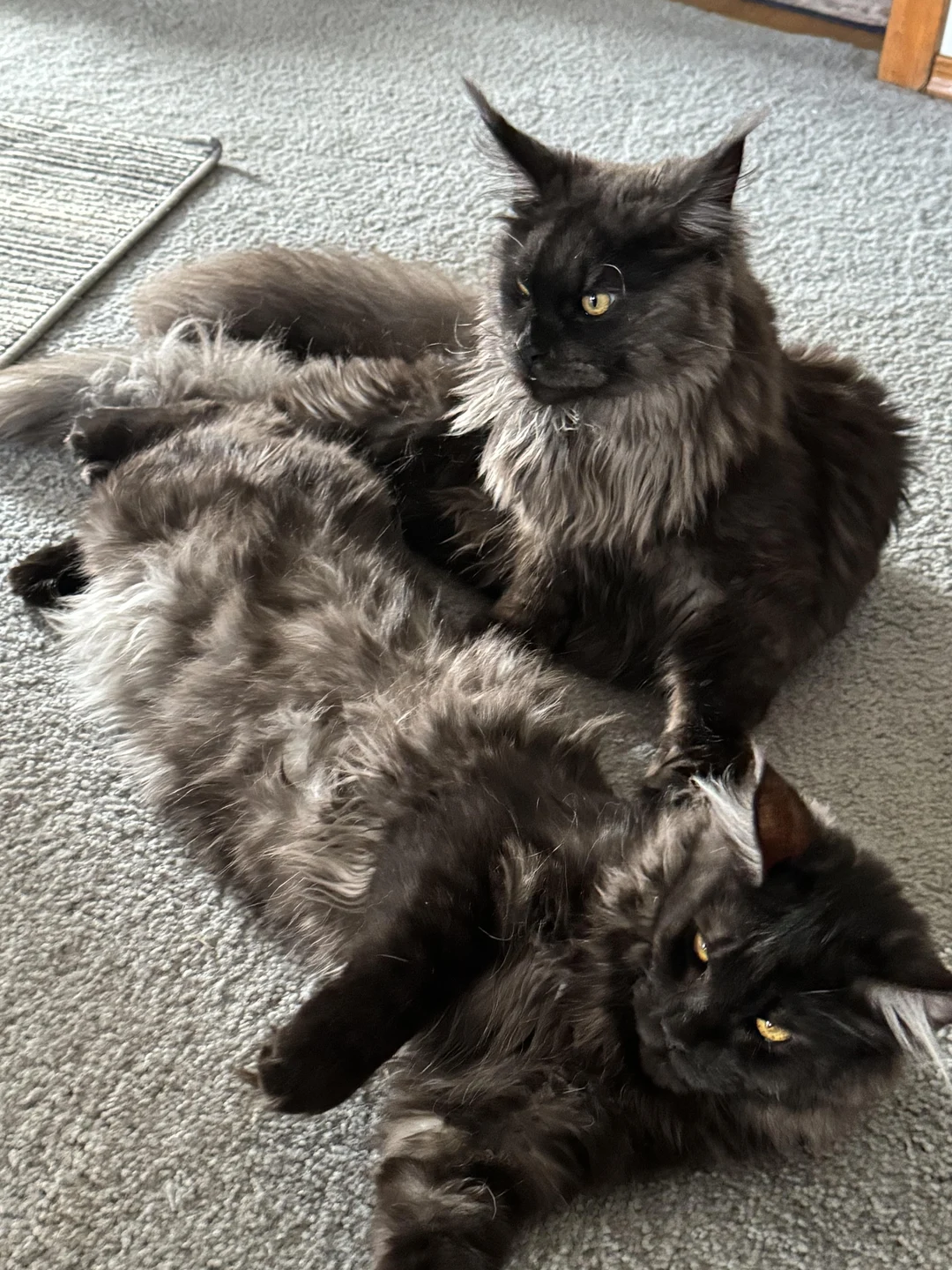 Lucifer And Lilith Scrolller