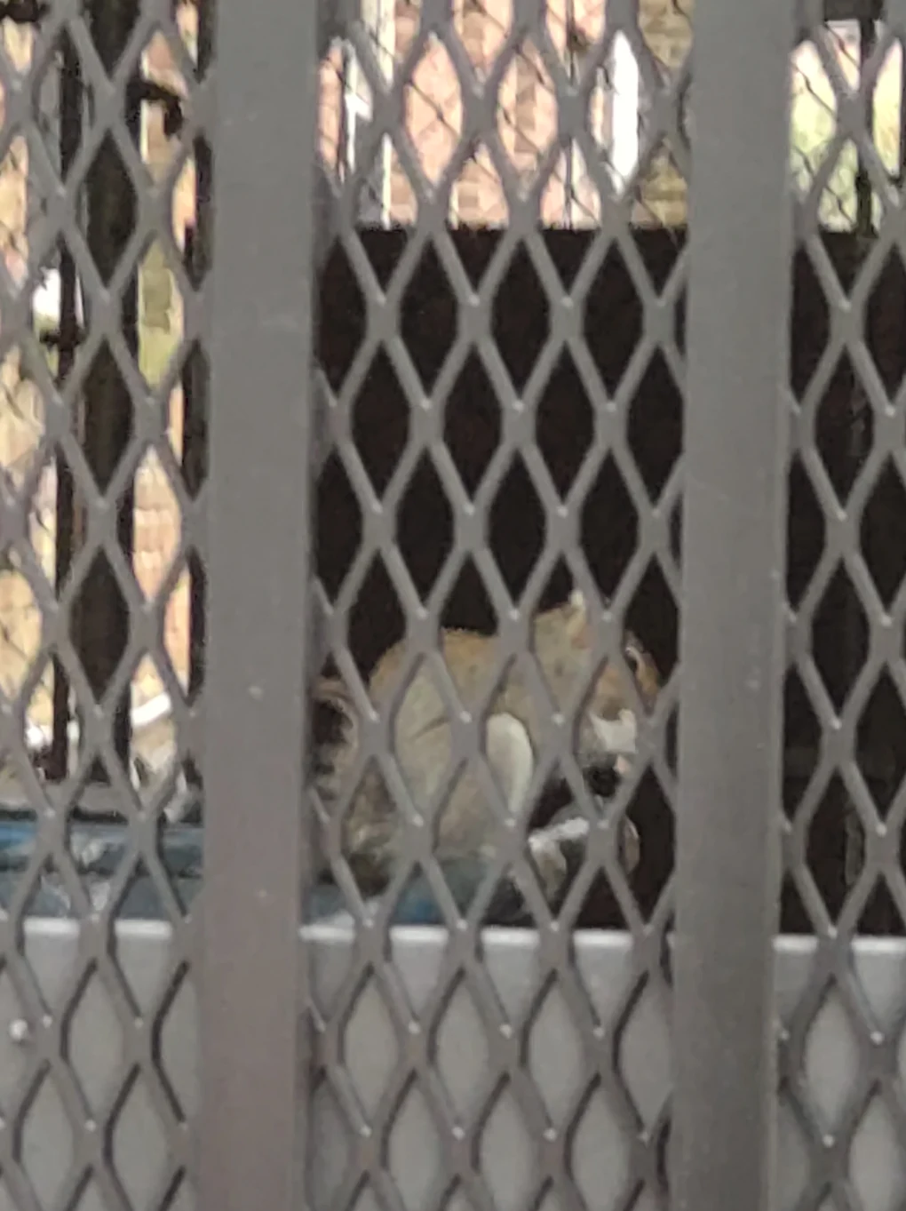 Trash squirrel | Scrolller