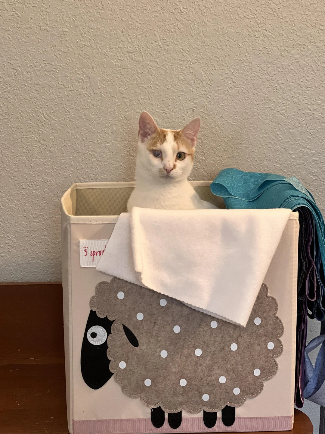 Trapped! | Scrolller