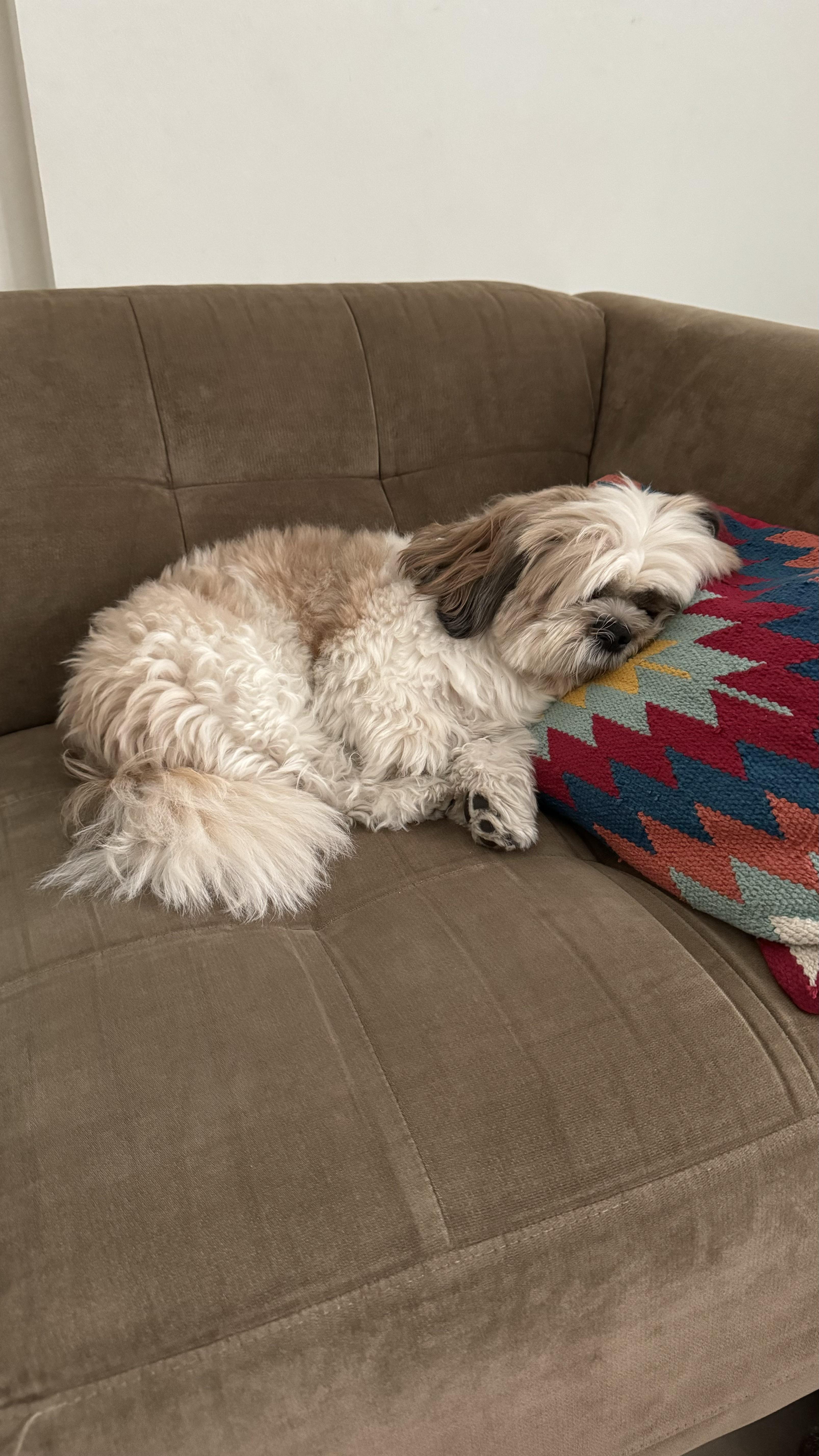 Milo sleeps like a human! 😴 | Scrolller