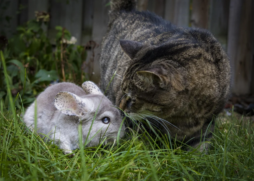 18 year old blind chinchilla | Scrolller