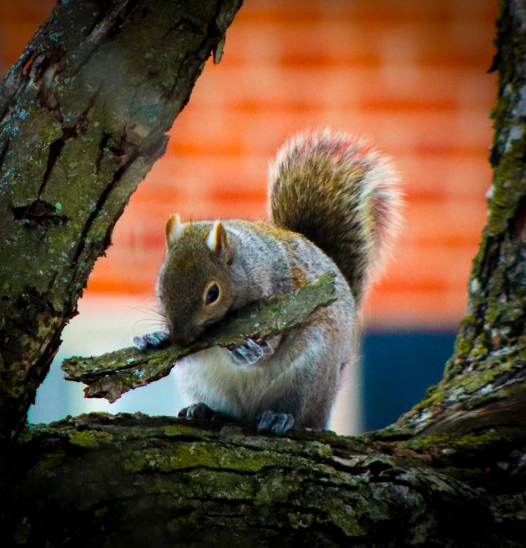 George can Bark | Scrolller