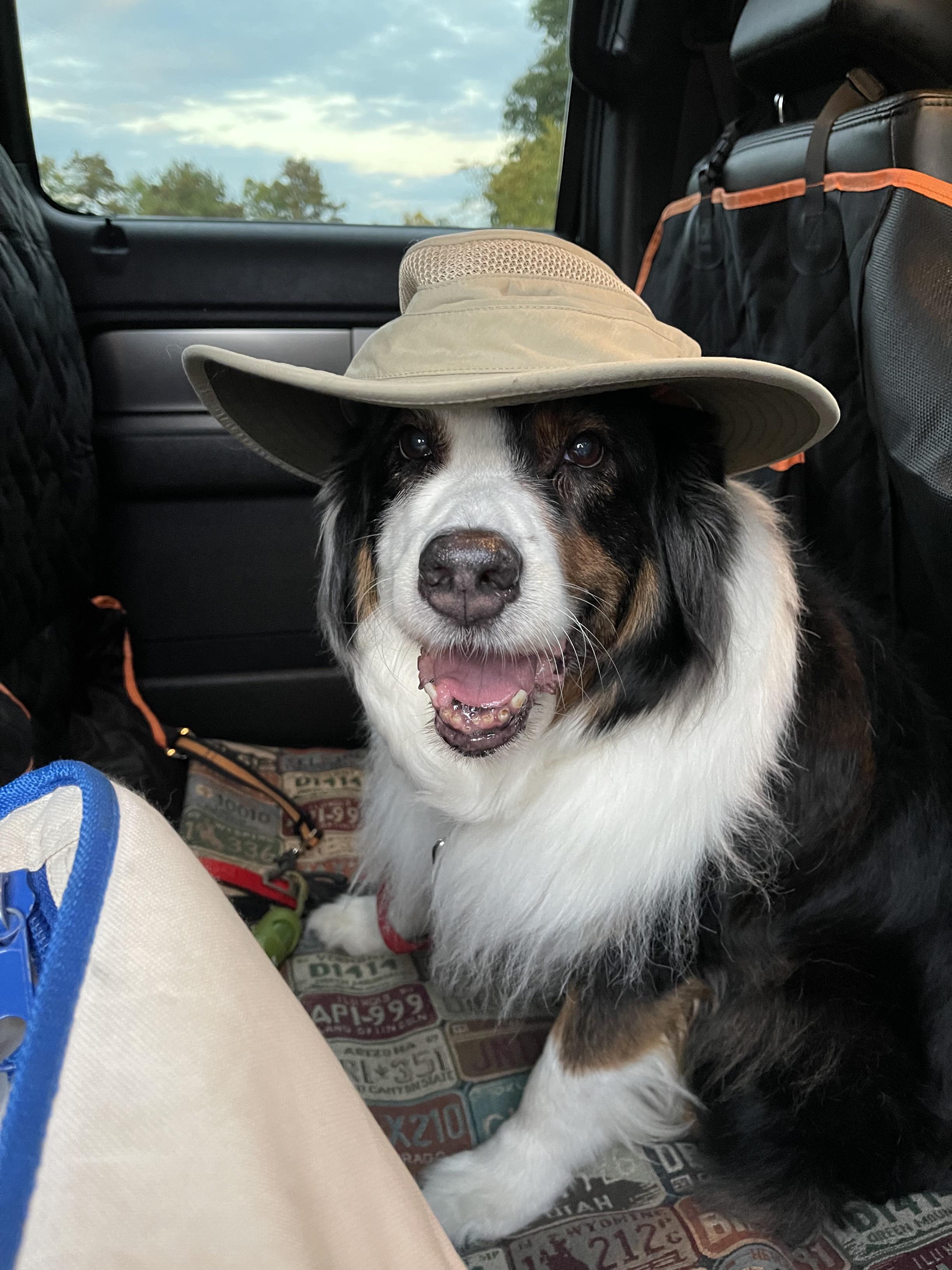 Was suggested to put this here. My best pal at 14. | Scrolller