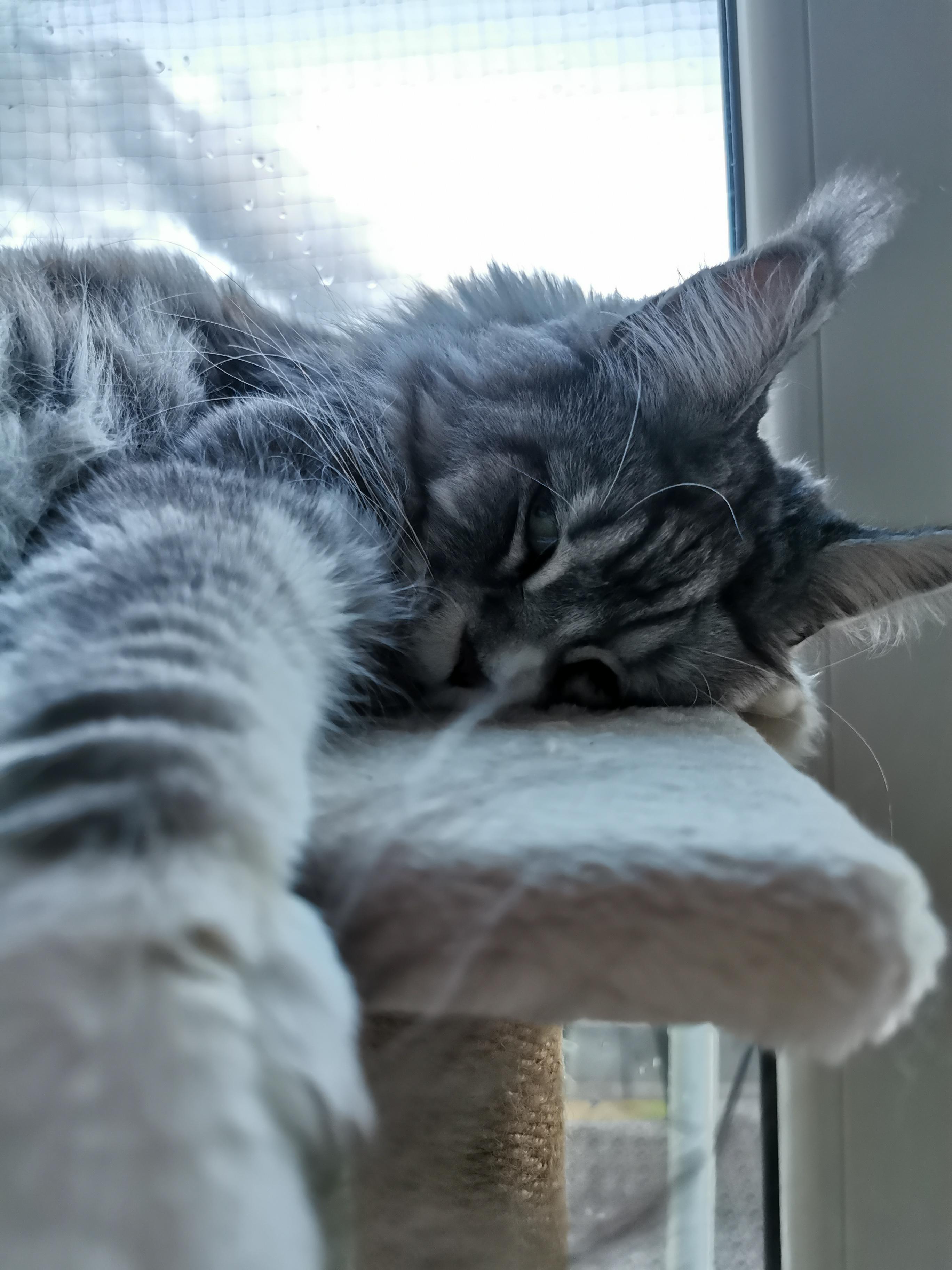 Backpack for my Frida | Scrolller