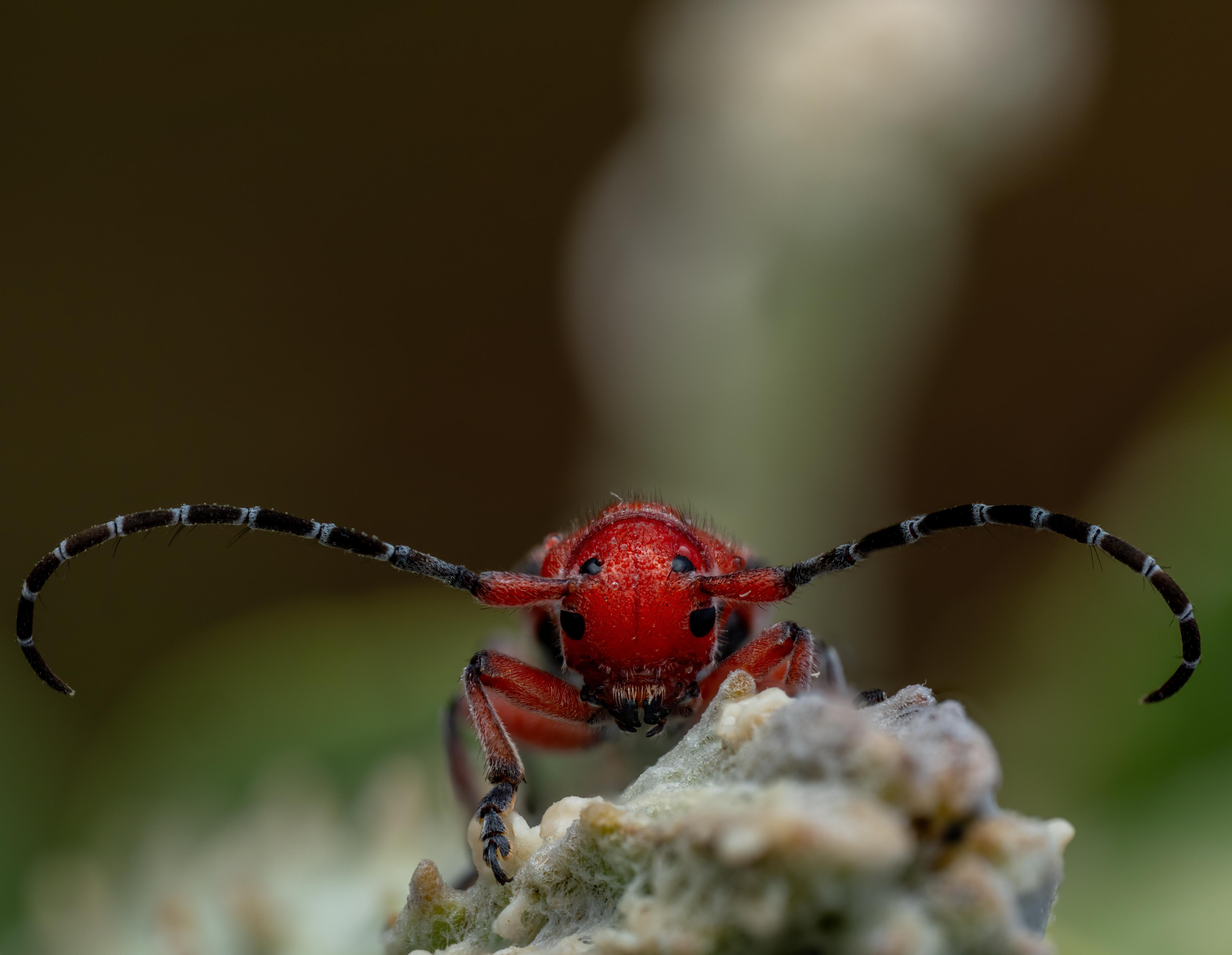 You can see why they're called longhorn beetles | Scrolller