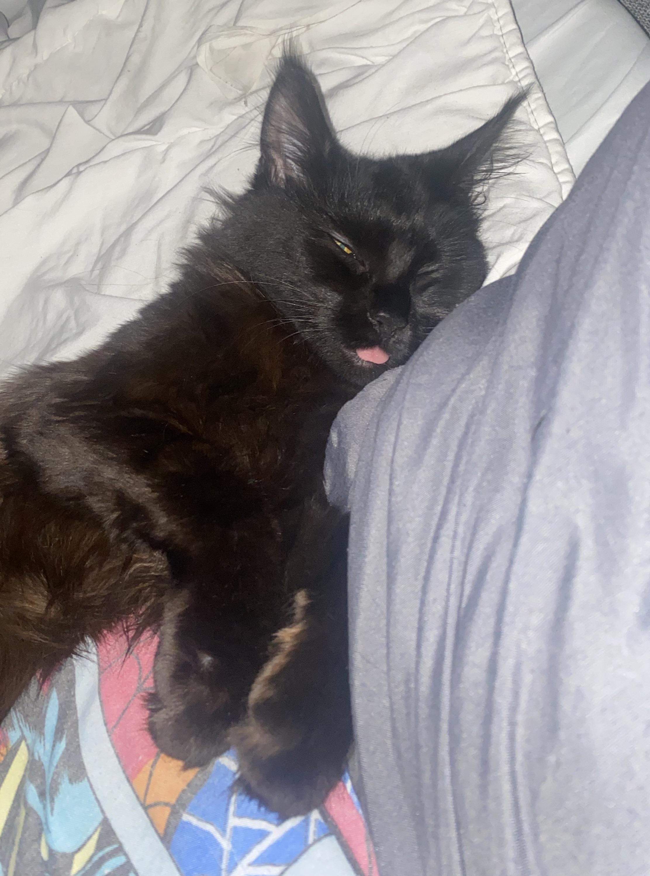 Sleepy blep | Scrolller