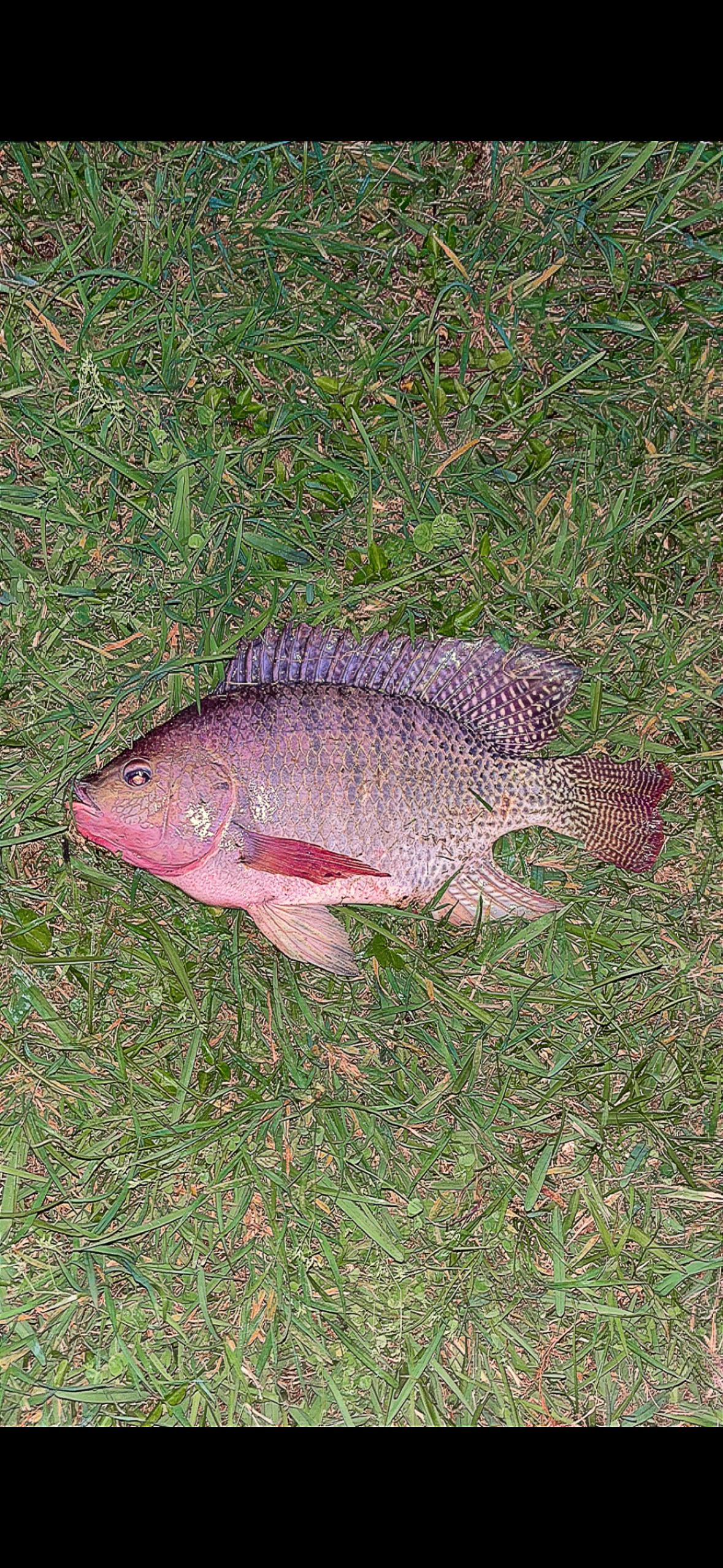 Help identify | Scrolller