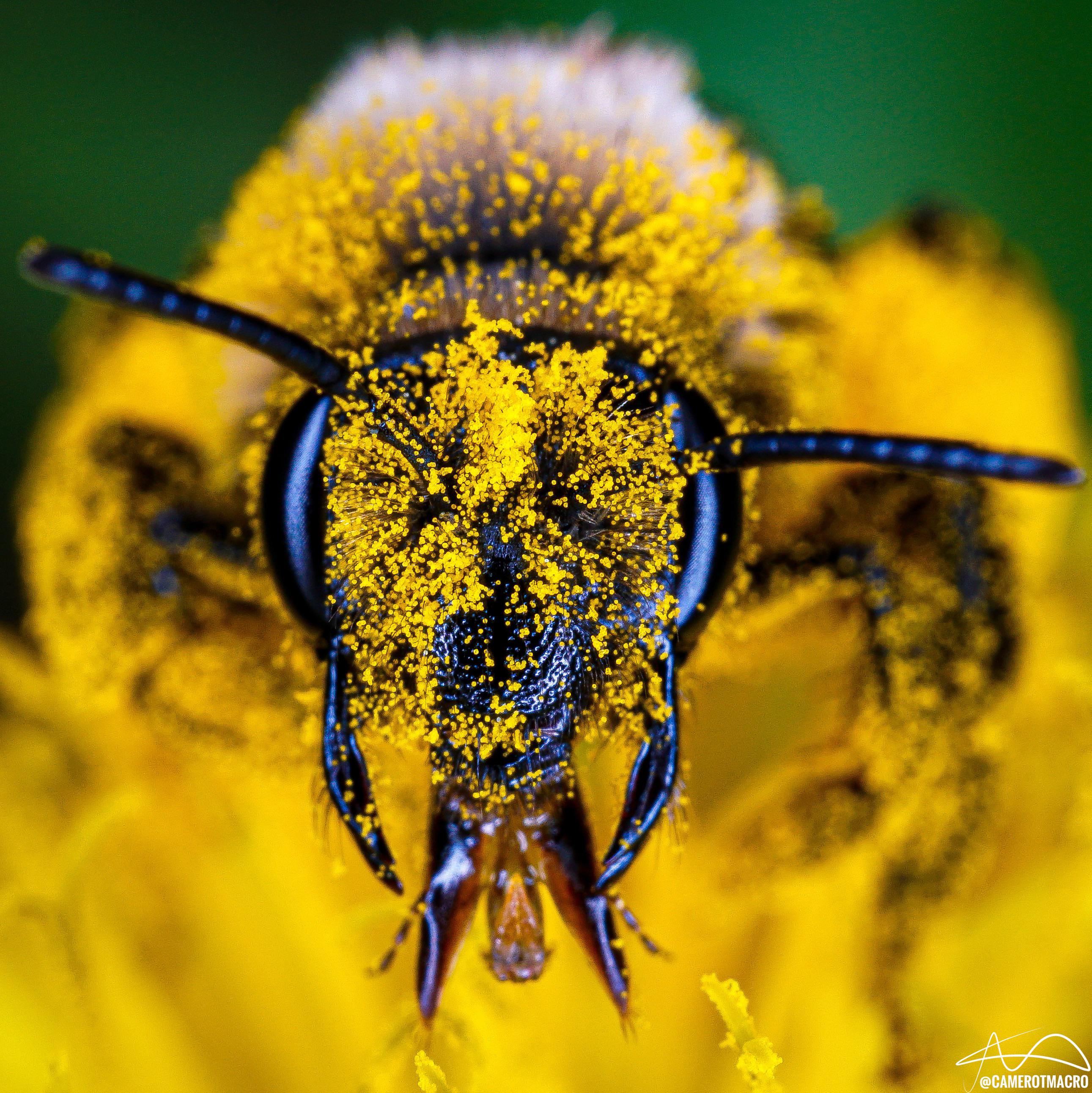 Bee showered in pollen [OC] | Scrolller