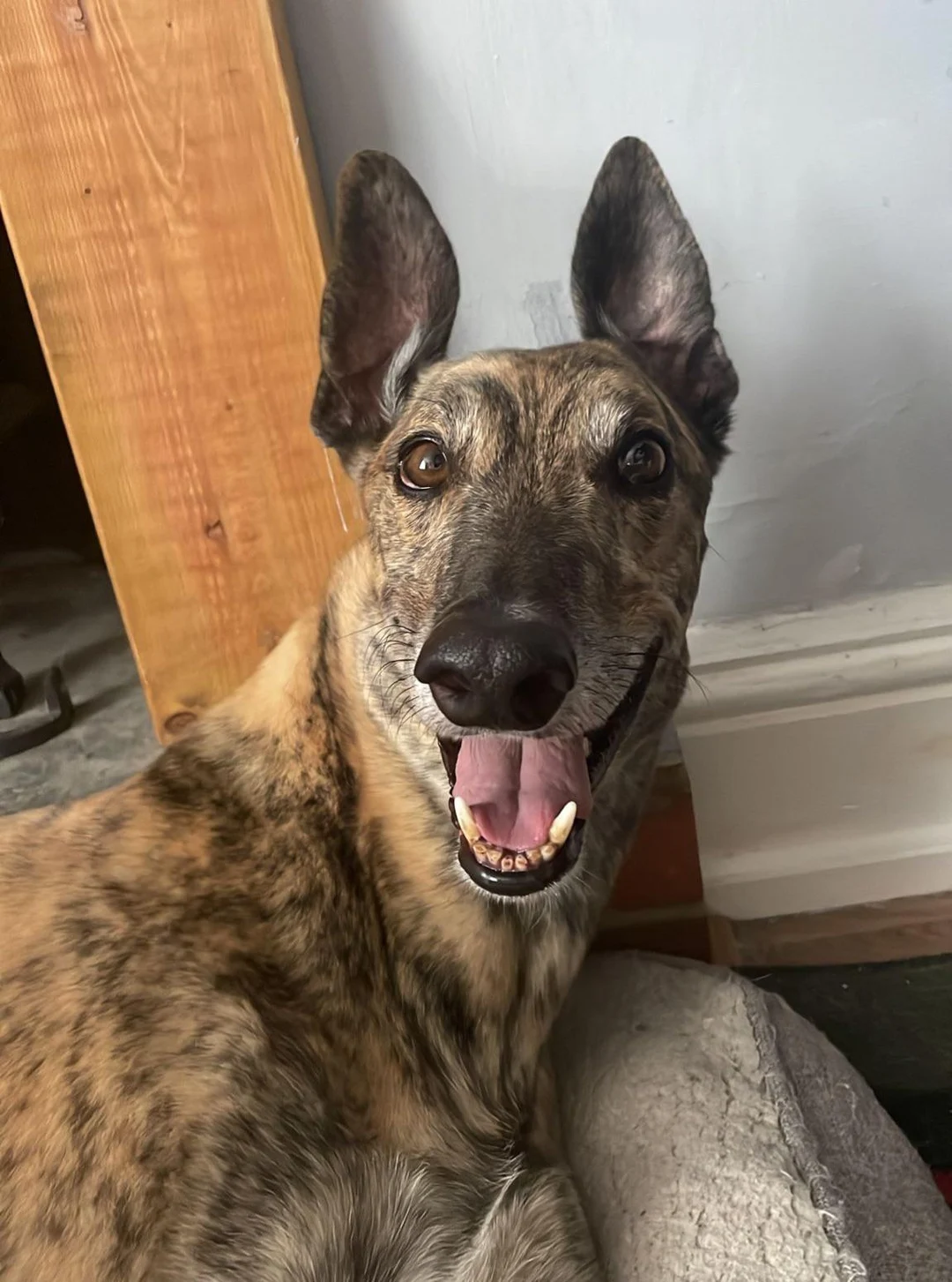 This is Steve! He’s 4 years old and his racing name was “Steam Ranger” from 🇮🇪 to 🏴󠁧󠁢󠁷󠁬󠁳󠁿 and ...