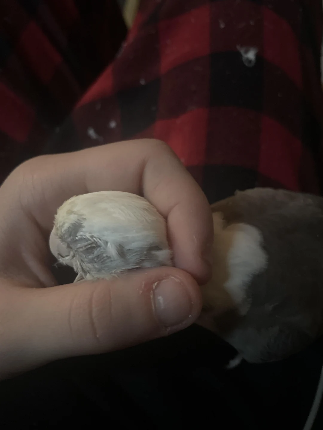 This is Cosmo | Scrolller