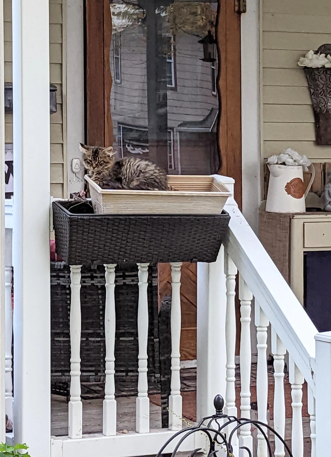Porch guardian (in training) | Scrolller