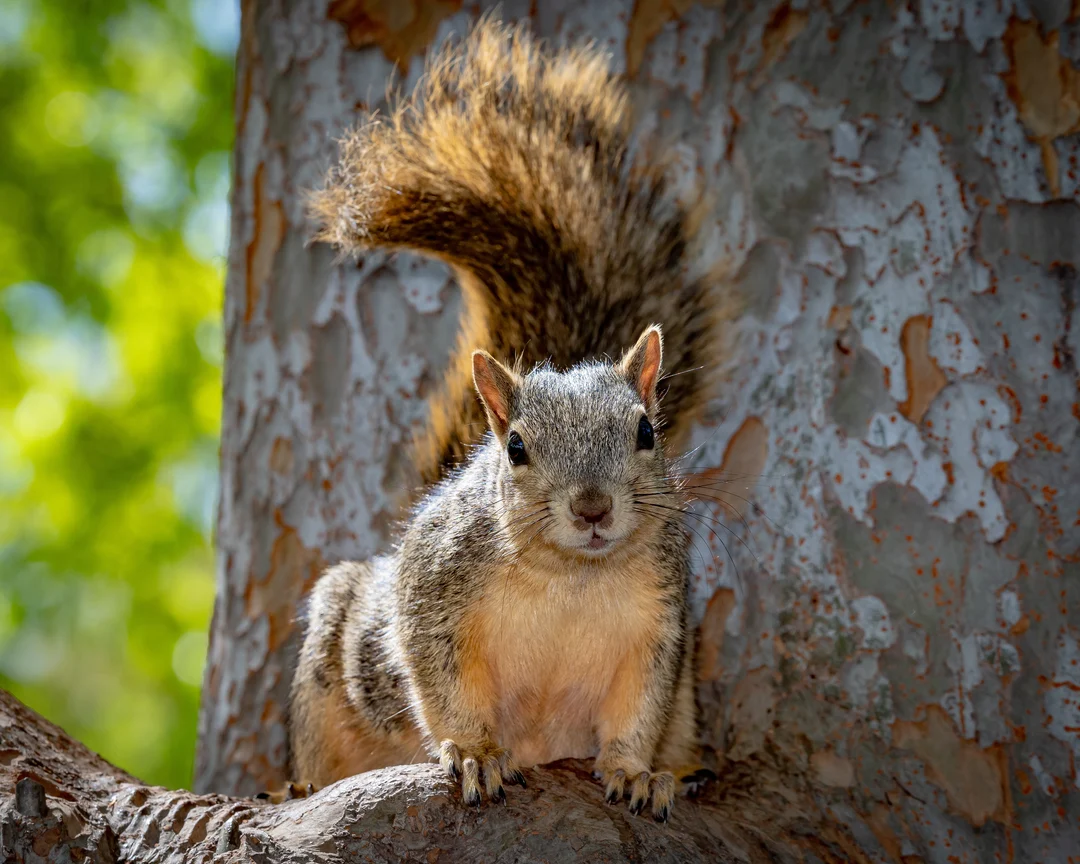 Cute Mother Squirrel | Scrolller