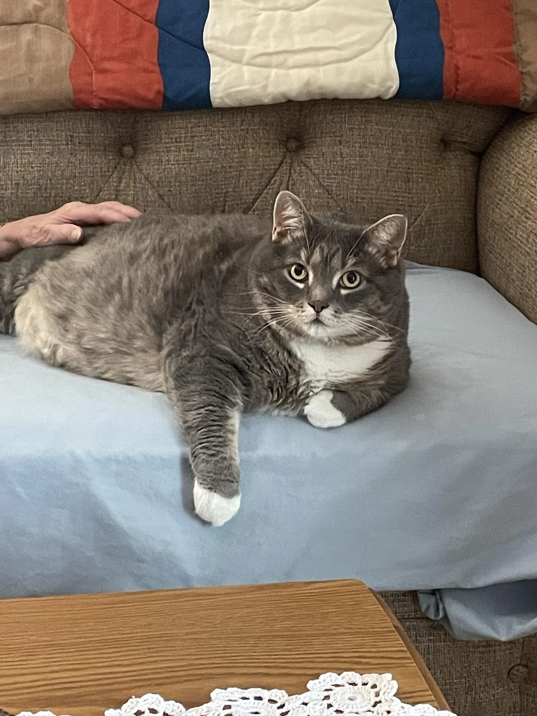 CHONK status. 23lb cat. | Scrolller