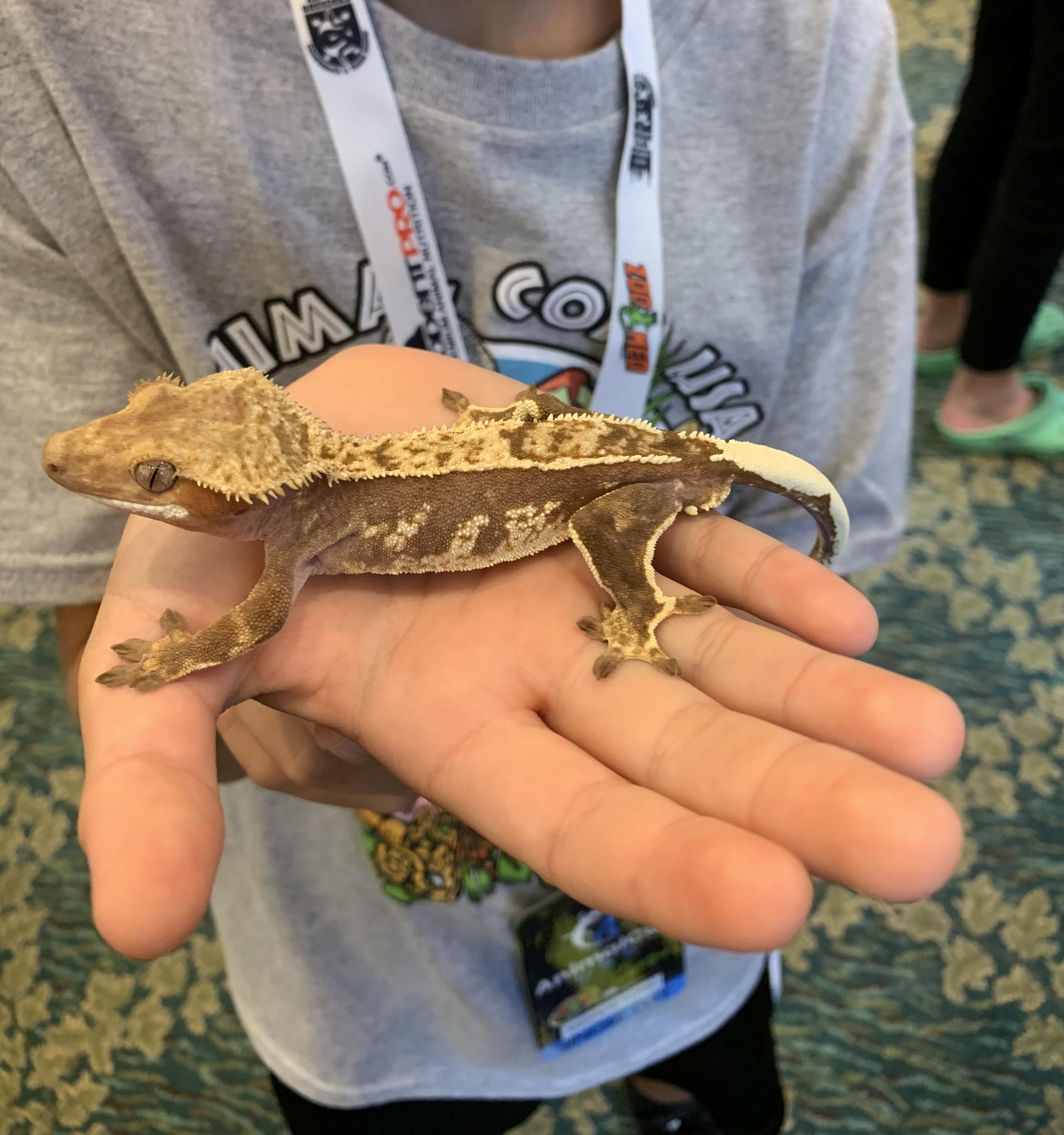 What morph in this crested gecko? | Scrolller