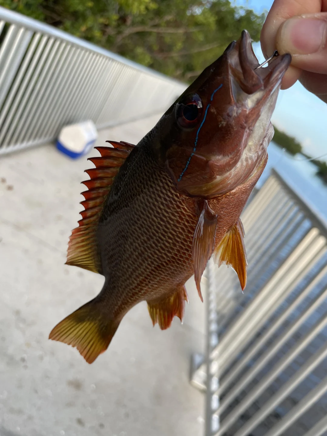 What snapper is this? Caught in SWFL | Scrolller