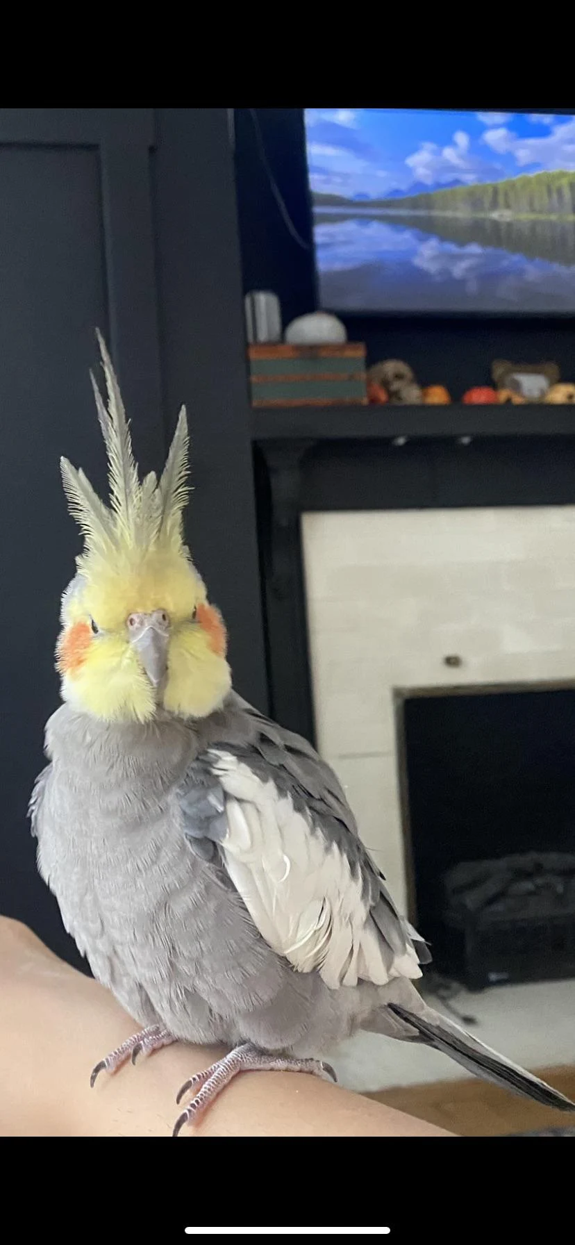 Morning mohawk appreciation post | Scrolller