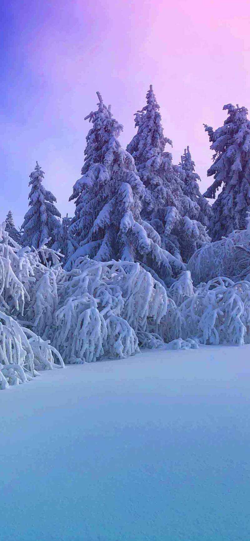 Winter Wonderland by Sonja Sporrer-Hor | Scrolller