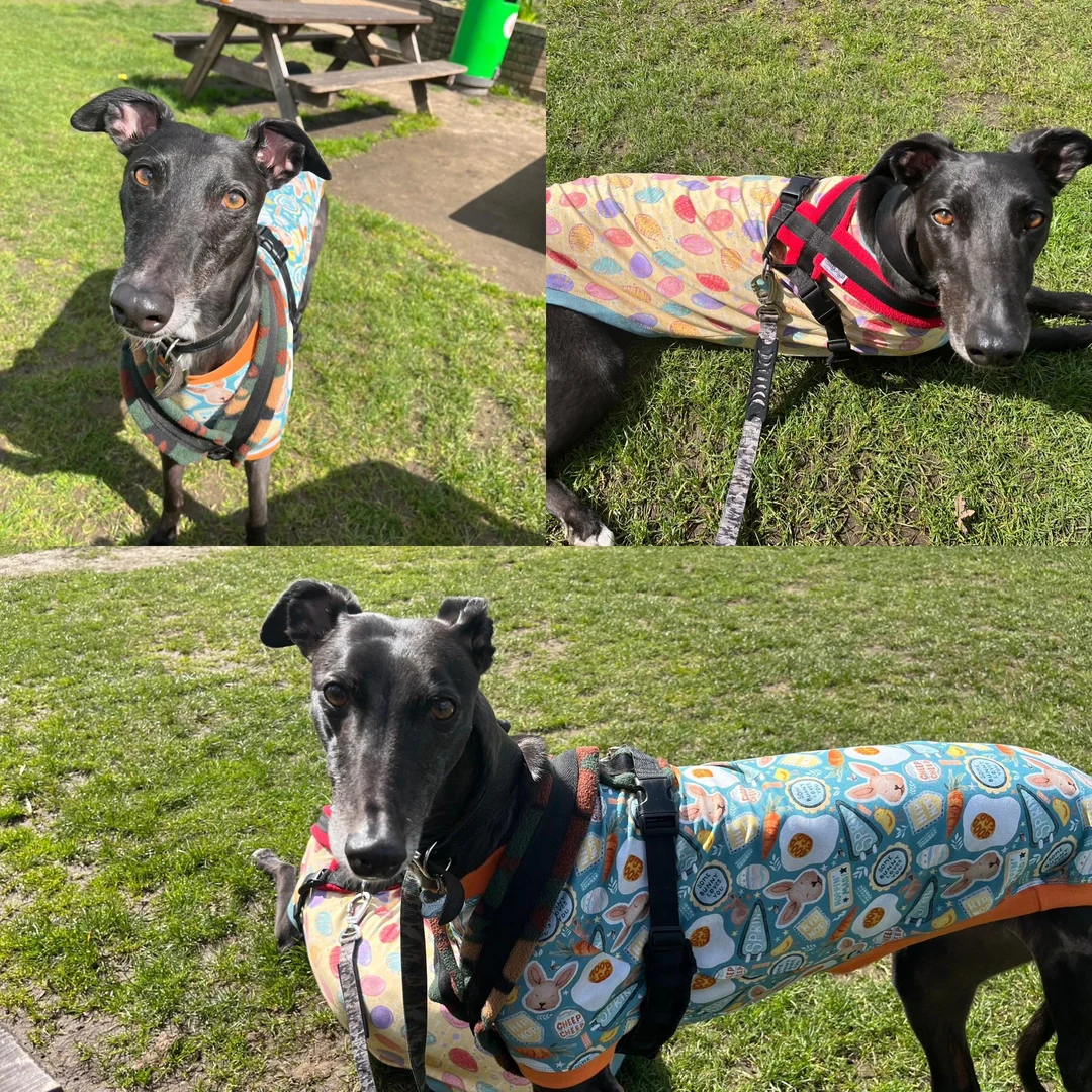 Billy and Arwen in their new Easter attire! | Scrolller