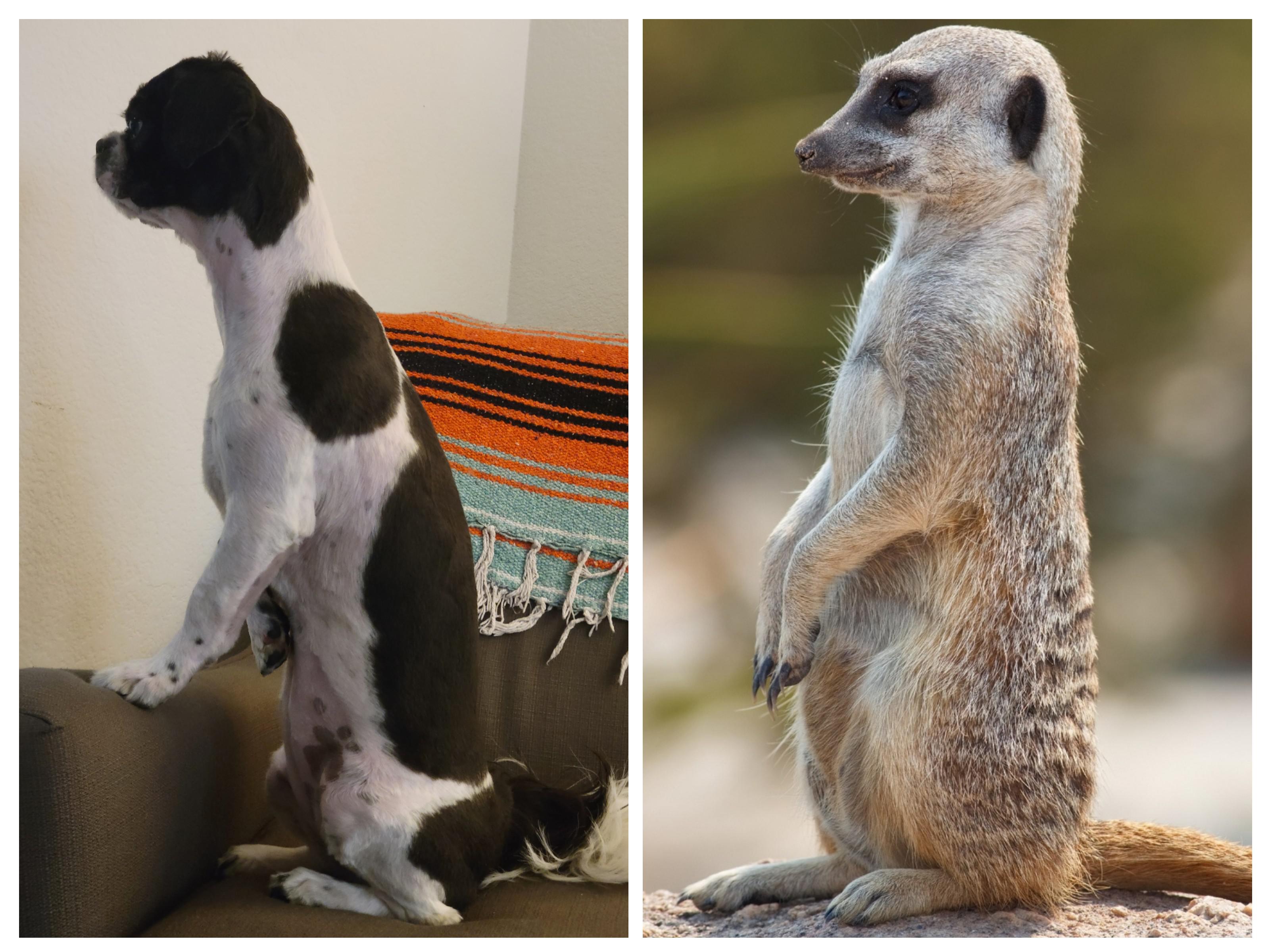 Thought I had a dog, turns out I own a meerkat 🤔 | Scrolller