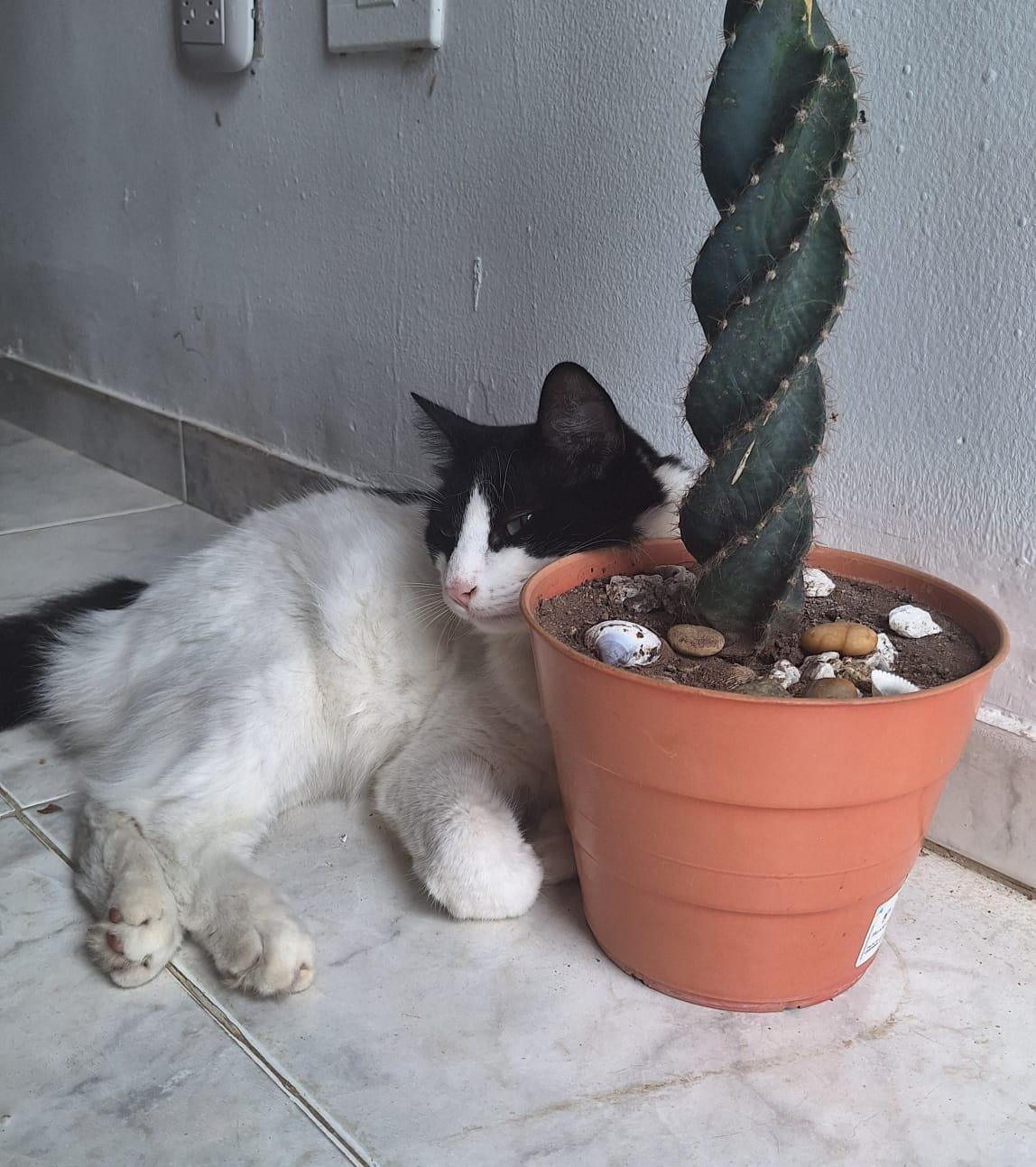 A felis catus with a cactus. | Scrolller