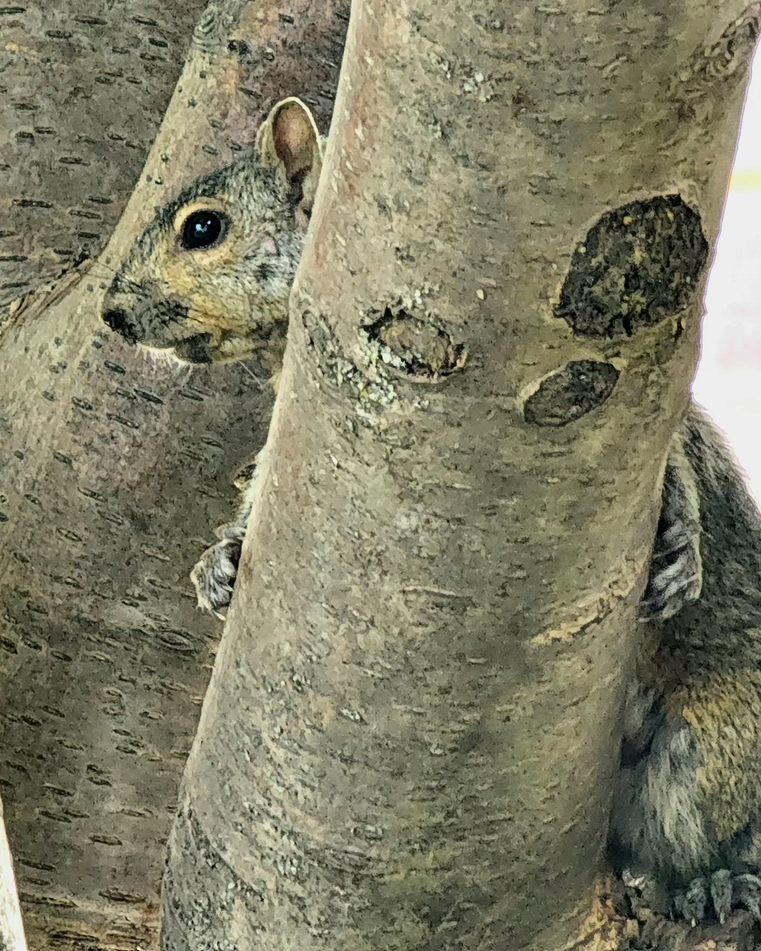 Stumpy, hanging around | Scrolller