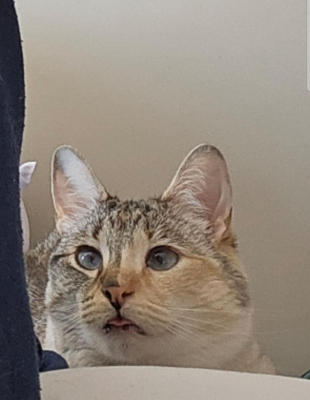 baby blep from behind | Scrolller