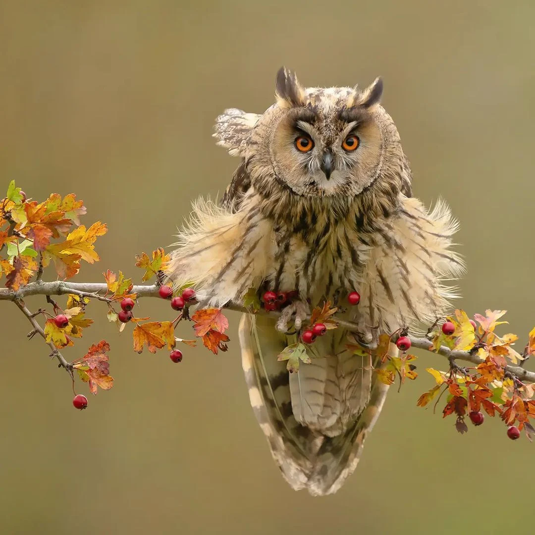 Long-eared owl | Scrolller