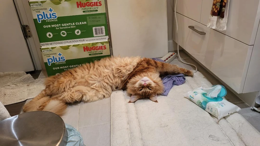 Ladies and Gentlemen, Mister Benjamin! He's rather broken, but I love ...