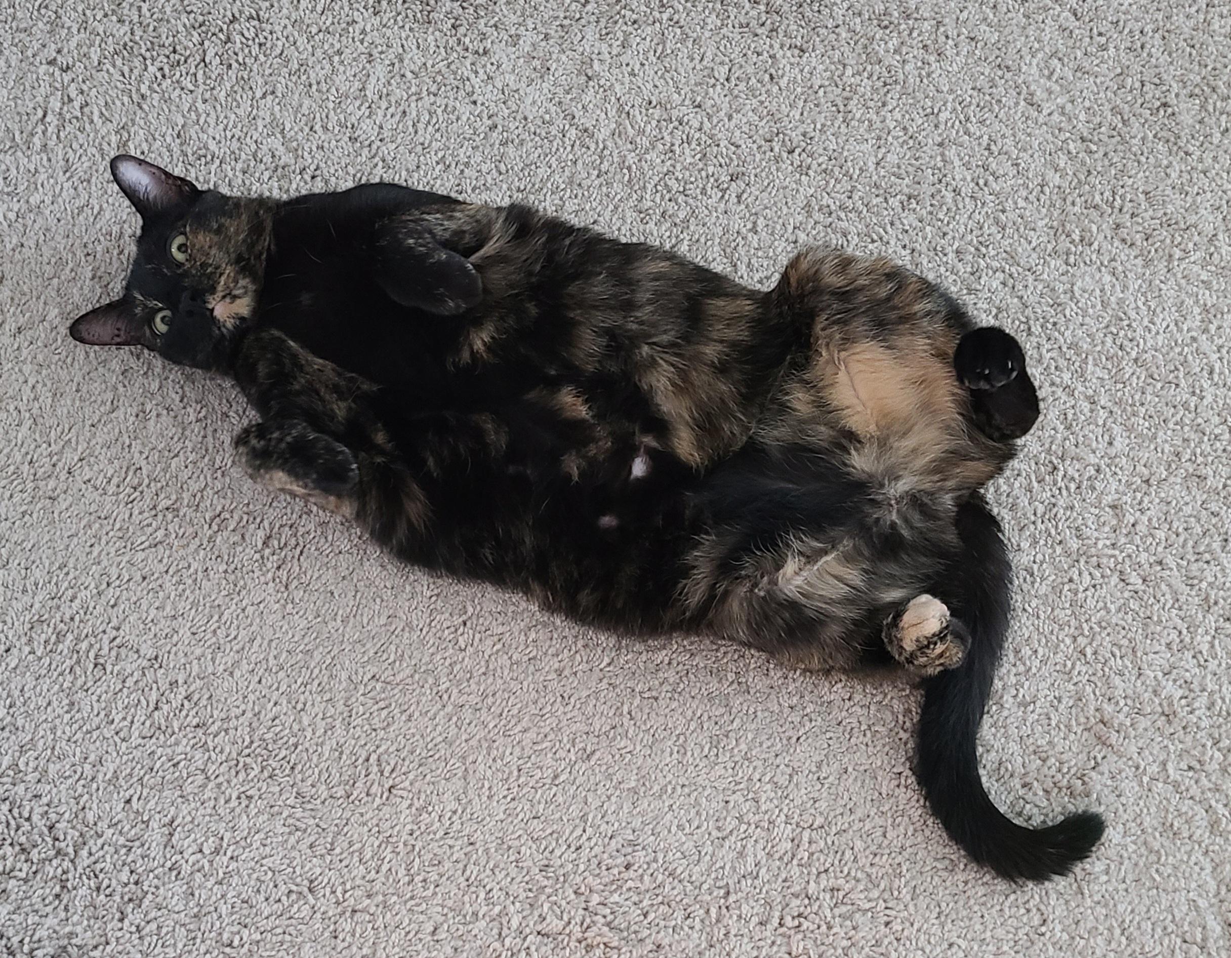 The elusive floof belly... | Scrolller