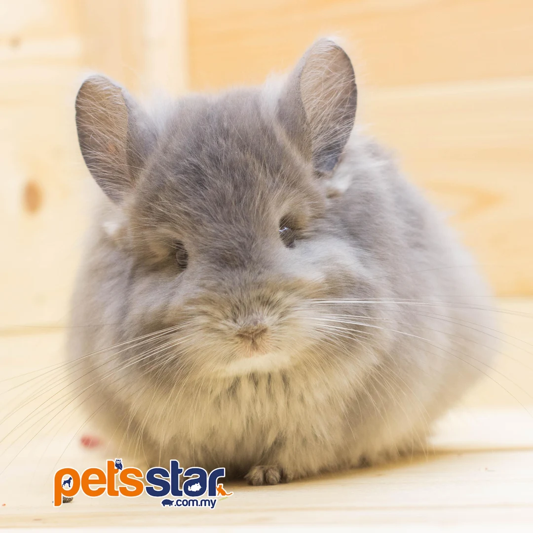 Ma another Cutie Violet Royal Persian Anggorra Chinchilla | Scrolller