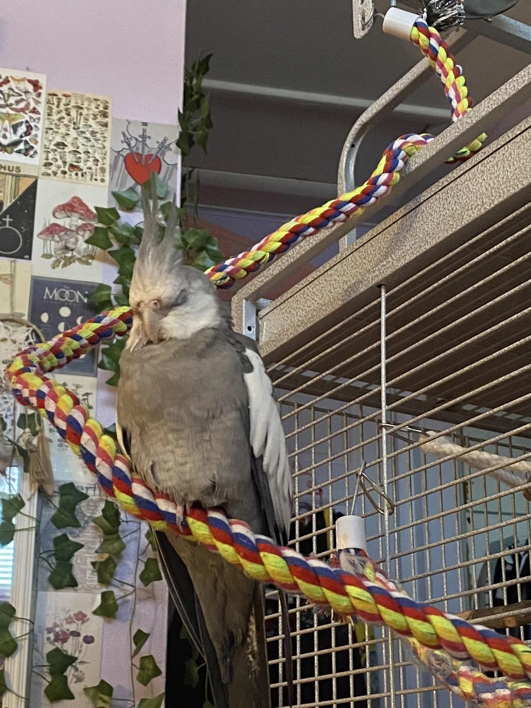 Sleepy birb🫶🏻 | Scrolller