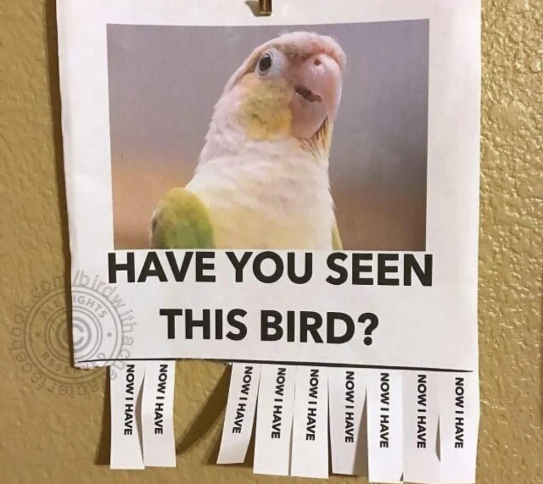 Have you seen this bird? | Scrolller