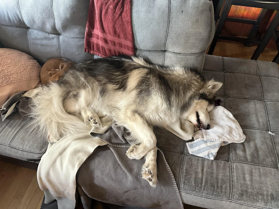 Where he naps, she naps | Scrolller