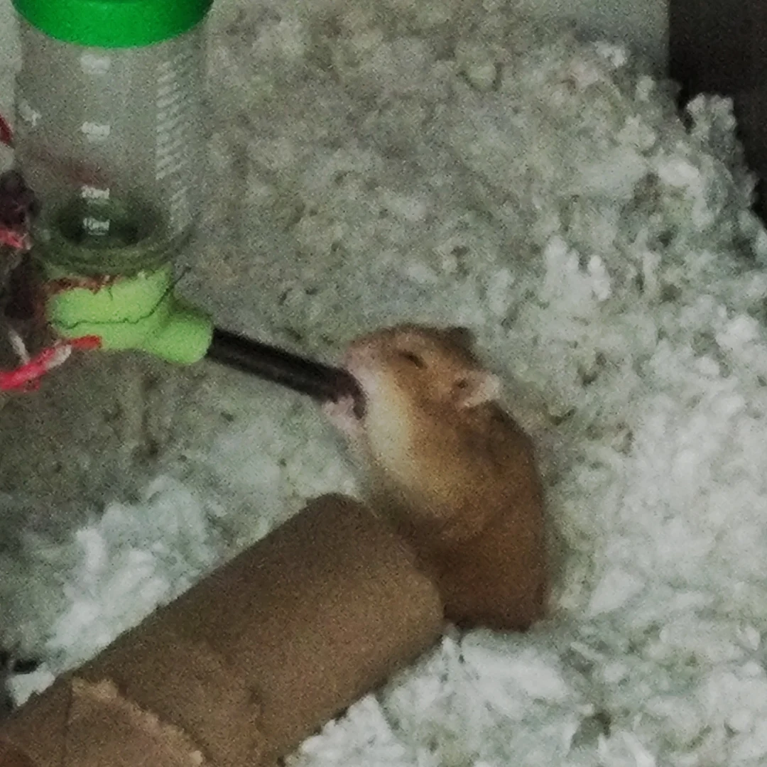 Underweight ham | Scrolller