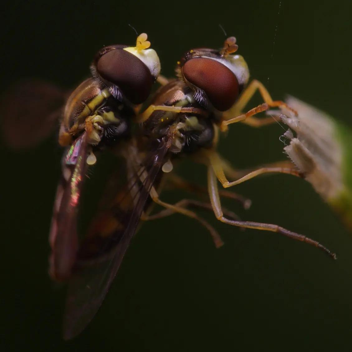 Hover Flies Getting Freaky on a Blade of Grass | Scrolller
